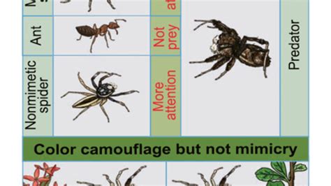 Arachnids Examples