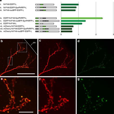 Joint Retrograde And Anterograde Tracing Of Inputs And Outputs Of A