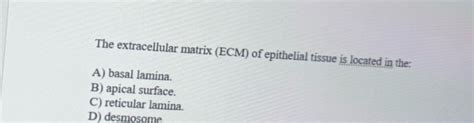 Solved The Extracellular Matrix Ecm ﻿of Epithelial Tissue