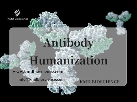 Antibody Humanization Technology Advancements In Antibody Production