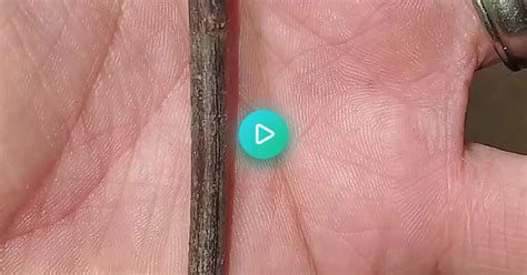 Knapped Dacite Battle Axe Im Going To Make It A Pendant Instill Habe