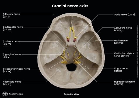 Cranial Nerves Anatomy App
