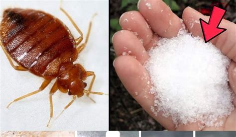 Say Goodbye To Bed Bugs The Ultimate Natural Remedy