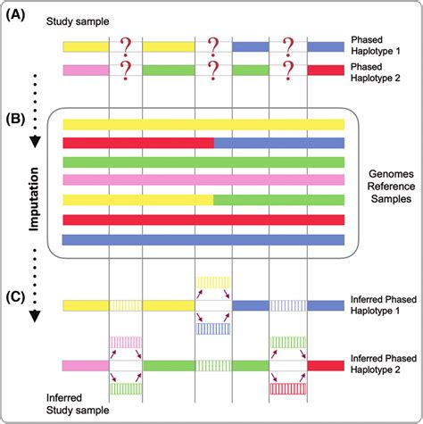 Genotype Imputation Process On Top A Two Distinct Phased Haplotypes Download Scientific