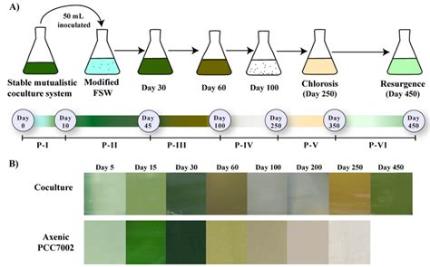 Heterotrophic Marine Bacteria