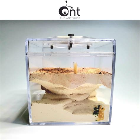 Wood Ant Formicarium At Marilyn Pierre Blog