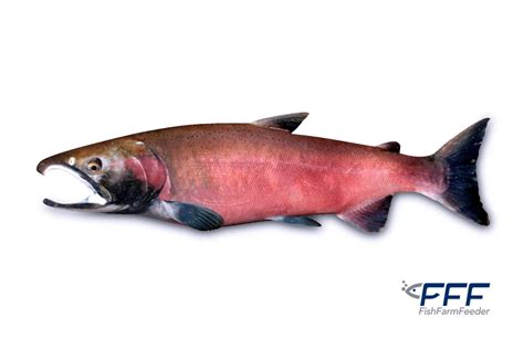 Coho Salmon Guide Fish Farm Feeder