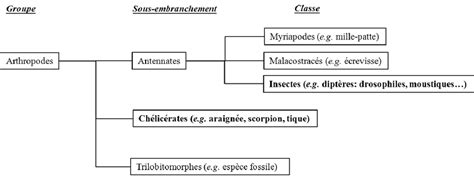 3 Classification Phylogénétique Des Arthropodes Download Scientific