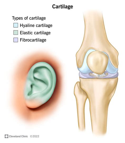 Hyaline Cartilage Biology Simple