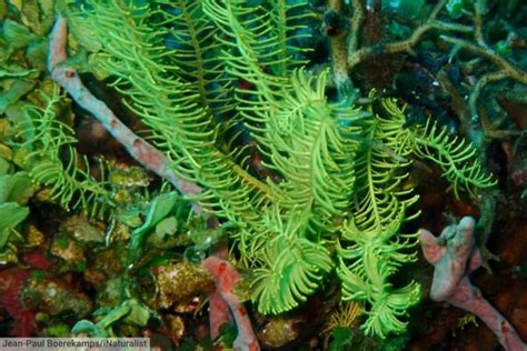 Echinoderms Examples Types Of Echinoderms From Around The World Echinoderms Examples Types Of Echinoderms From Around The World