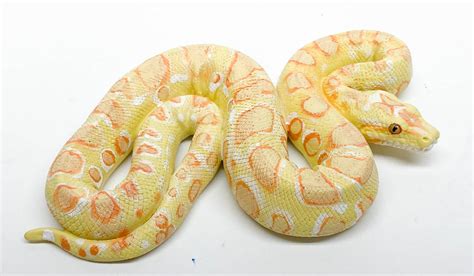 Safari Albino Brumese Python Triple Mountain Model Horses