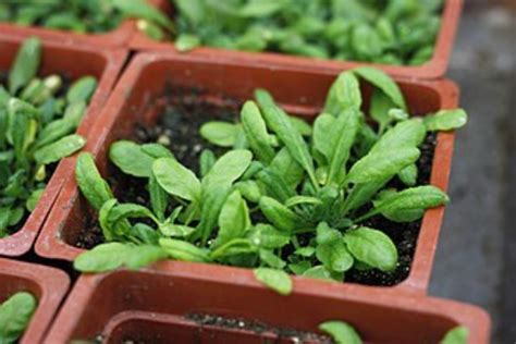 Arabidopsis Thaliana A Star Model For Plant Genetics Research Plant