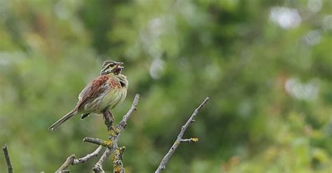 Just Fledged Cirl Bunting In Sussex