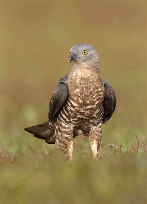 Buzzard Wallpapers 14 Images Wallpapercat