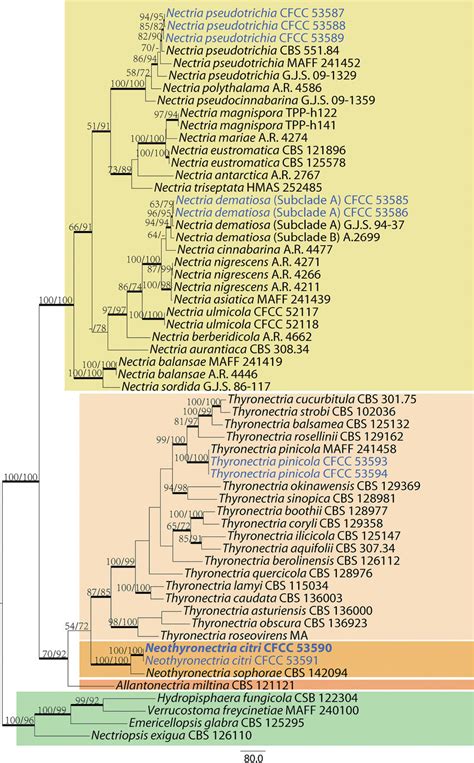 Maximum Parsimony Phylogenetic Tree Generated From Analysis Of A Download Scientific Diagram