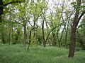 Categoryshevchenko Park In Odessa Wikimedia Commons