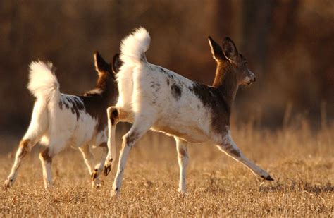 The Animal Kingdoms Most Fascinatingly Bizarre Color Mutations