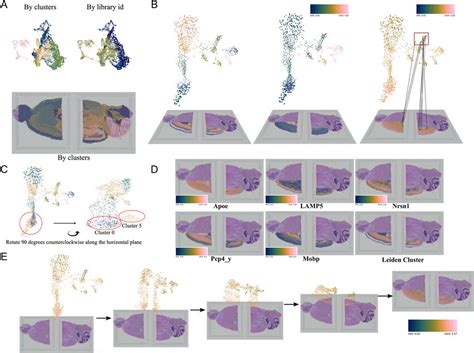 A Histological Images With Cells Of The Anterior Mouse Brain Bottom