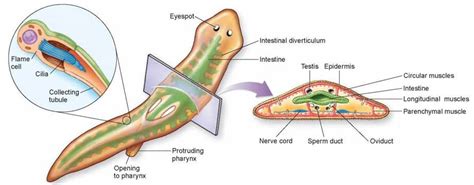 Flatworm Cross Section Diagram