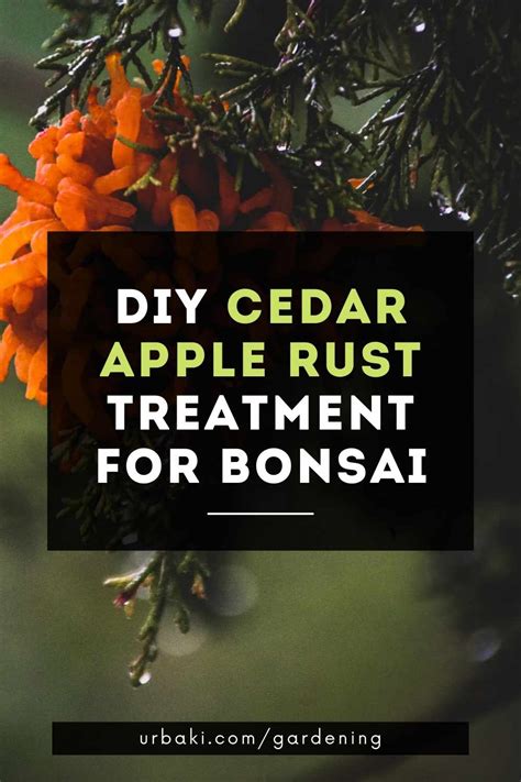 Diy Cedar Apple Rust Treatment For Bonsai