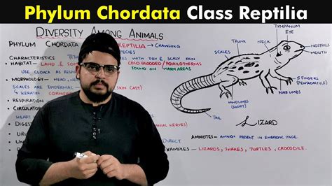 Phylum Chordata Classes