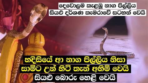 දෙවොලම කැළඹූ නාග පිල්ලිය හදිසියේ ආ නාගයා නිසා සාමිට උන් හිටි තැන්