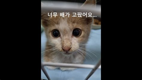 음식물 쓰레기통 옆에서 뭐하고 있었니 아기고양이야 Youtube