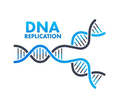 DNA Replication DNA Molecules Molecular Biology Vector Stock