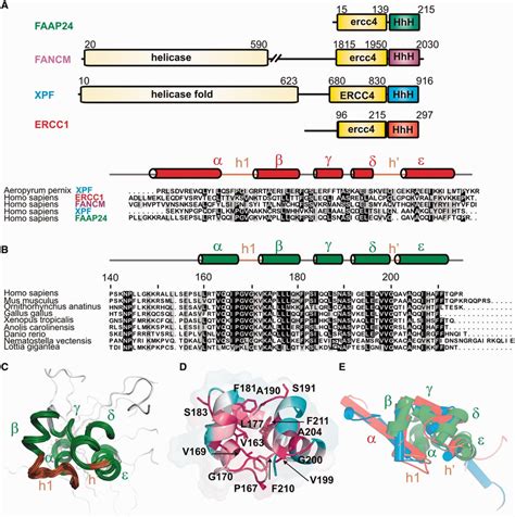 Solution Structure Of The Hhh Domain Of Faap24 A Domain Organization