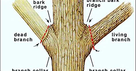 Proper Pruning Techniques Tlc Nursery And Outdoor Living