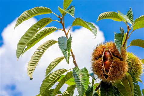 一颗鲜板栗的数字化落地 知乎