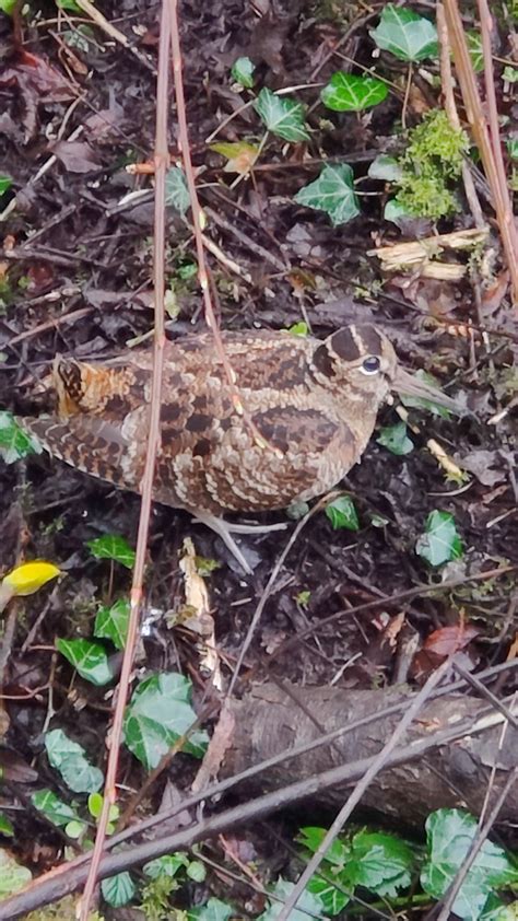 What Bird Is This He Seemed Very Suspicious Sabine Pass Tx R Whatsthisbird
