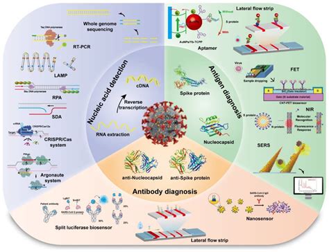 The Detection Methods For Sars Cov 2 Based On The Download