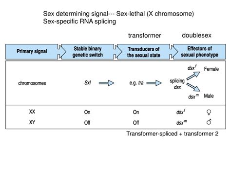 PPT Chapter Germ Cells Fertilization And Sex PowerPoint Presentation ID