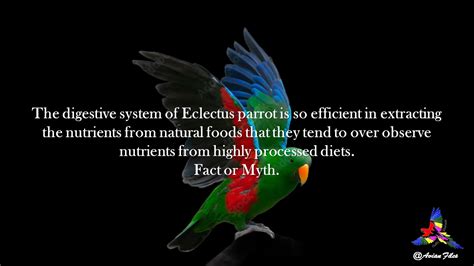 Avian The Digestive System Of Eclectus Parrot Is So Efficient In
