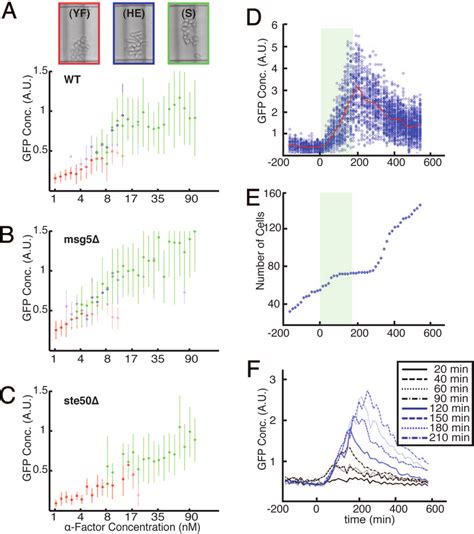 Morphological And Transient Stimulation Responses A C Morphological