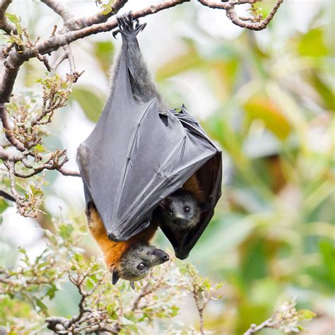 Flying Fruit Bat Size