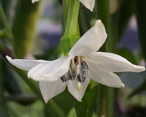 식물 고추 식물 생물종 Bric