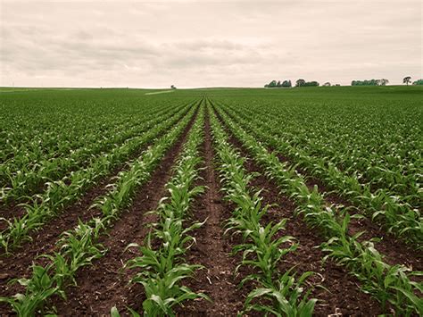 Two Pass Corn Herbicide Program For Broadleaf Control — Basf