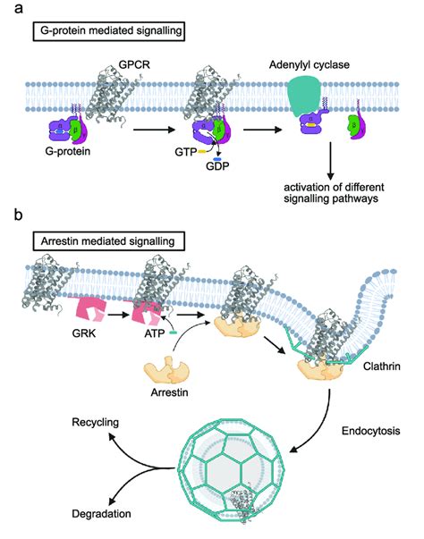 2 Activation Of A Class A Gpcr The Two Prominent Class A Activation