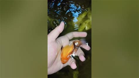 ปลาทอง ปลาทองสวยงาม ปลาทองหัวสิงห์ ปลาสวยงาม เลี้ยงปลาสวยงาม เลี้ยงปลา ปลาทองฮอลันดา ขาย