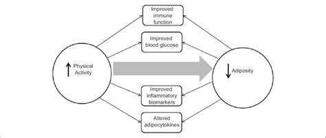 Cardiometabolic Measures Influenced By Increasing Physical Activity Download Scientific Diagram