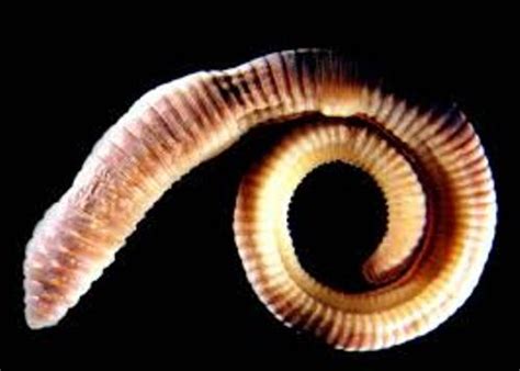 10 Interesting Segmented Worm Facts My Interesting Facts