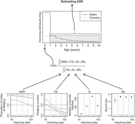 Schematic View Of The Demographic Model Used To Estimate Adult Sex Download Scientific Diagram