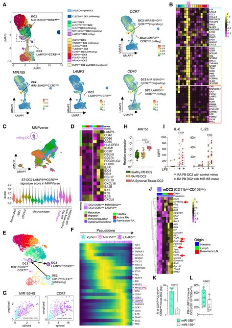 Synovial Tissue Myeloid Dendritic Cell Subsets Exhibit Distinct Tissue Niche Localization And