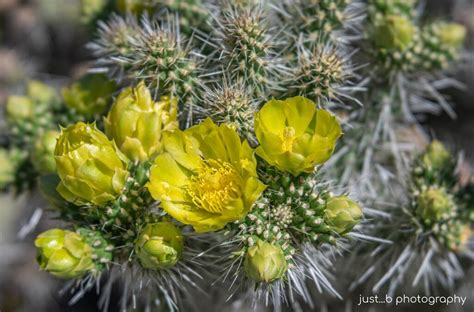 Cholla Cactus