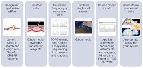 Crispr Cas9 Genome Editing Guide Finessing The Technique And Breaking New Ground Behind The