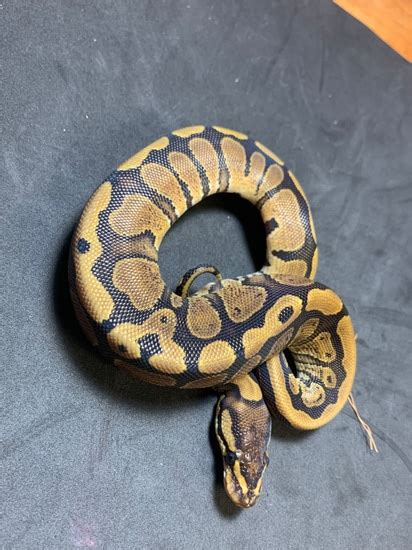 Red Stripe 66 Het Candino Ball Python By Danner Constrictors