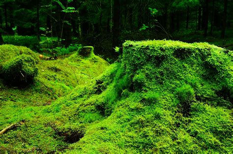 Free Moss Texture Moss Images Pixabay