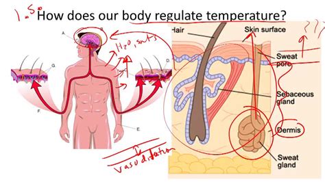 Integumentary System Structure And Function Example 2 Video Biology CK 12 Foundation